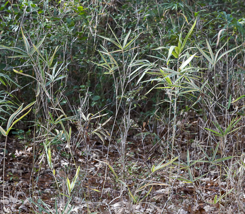 switch cane from Sesquicentennial State Park, SC, USA on December 04 ...