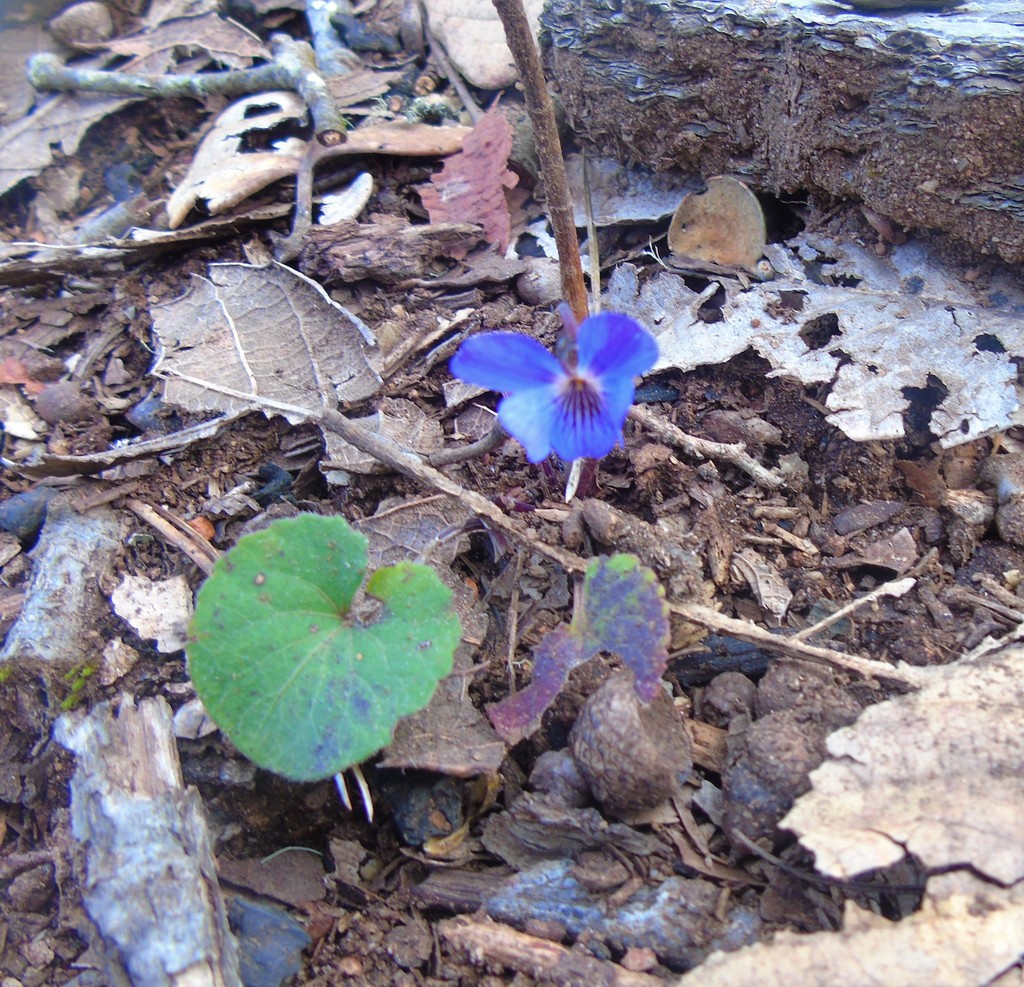 Viola hookeriana from El Toro, Atarjea, Gto., México on January 31 ...