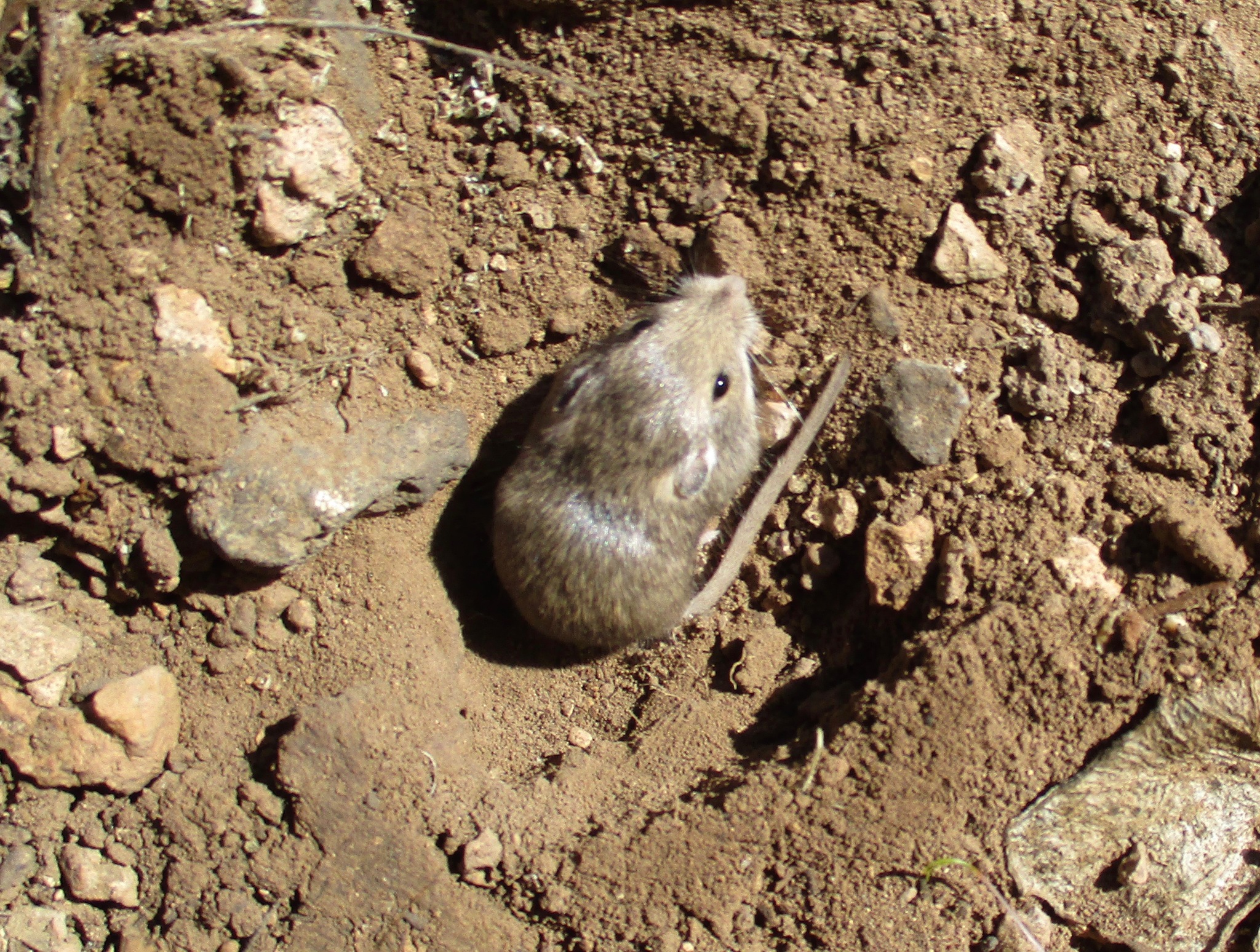 Perognathus flavus Baird, 1855