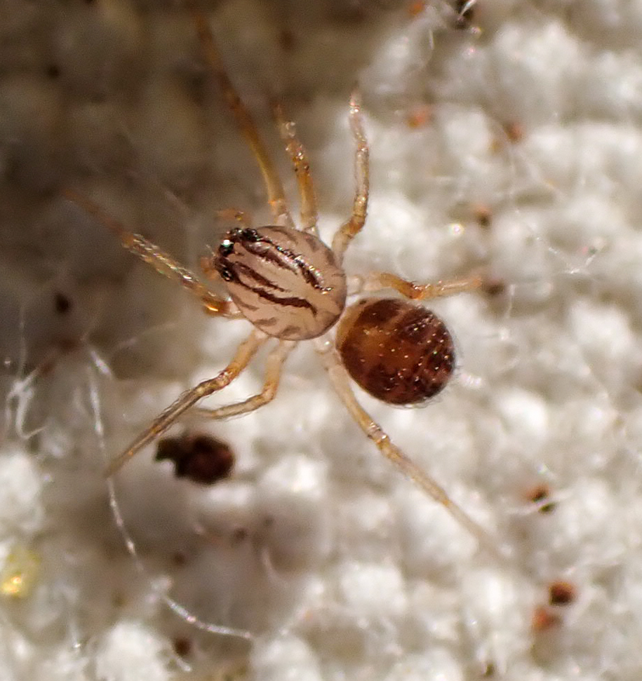 Scytodes dorothea from Mendocino NF, Wolf Ck Visitor Inf Station ...