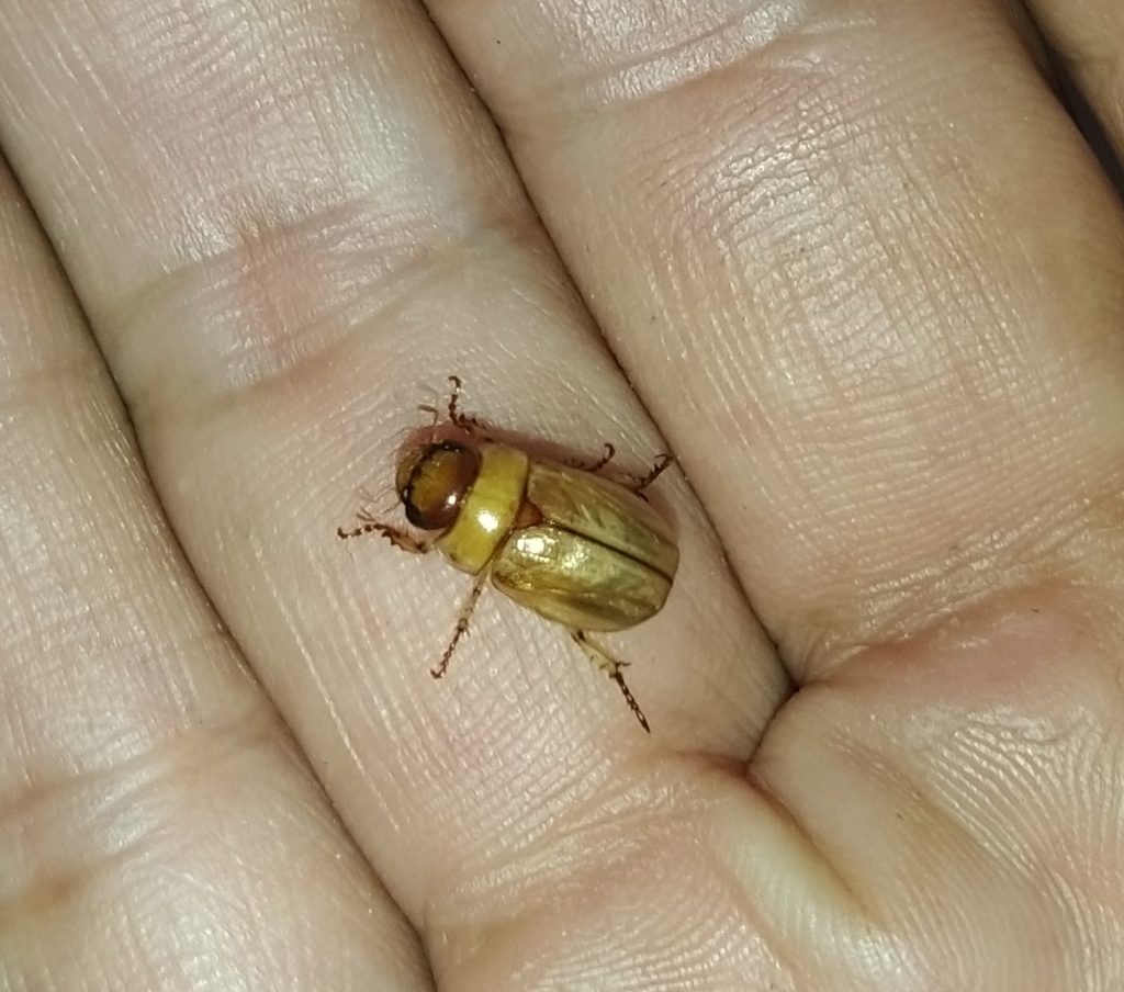 Scarabs from Andrés Ibáñez, BO-SC, BO on December 4, 2020 at 11:38 PM ...