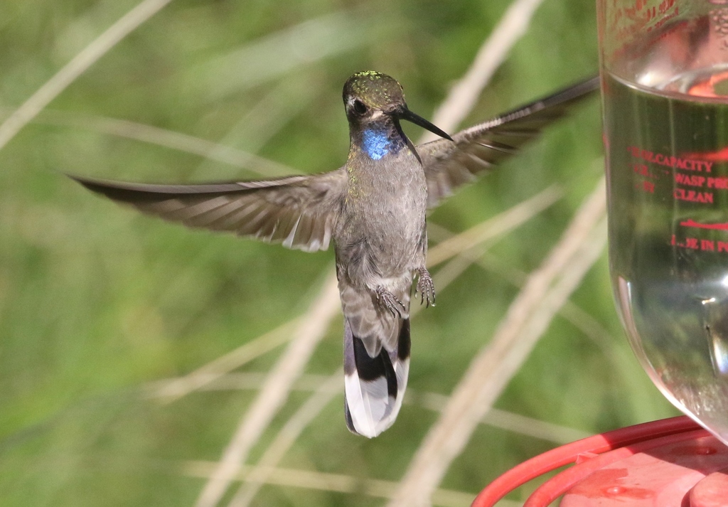 Blue-throated Mountain-gem (Birds of East Texas ) · iNaturalist