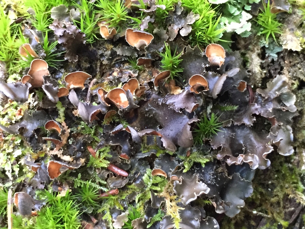 Fringed Kidney Lichen from Thunder Bay, Unorganized, , ON, CA on ...