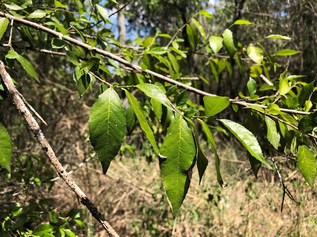 whalebone tree from Moore QLD 4314, Australia on December 5, 2020 at 12 ...