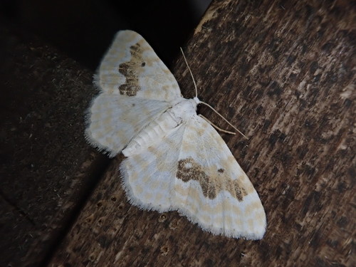 Asthena ochrifasciaria · iNaturalist United Kingdom