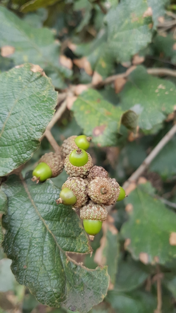 Encino quiebra hacha (Biodiversidad Santiago Tenango y áreas aledañas ...