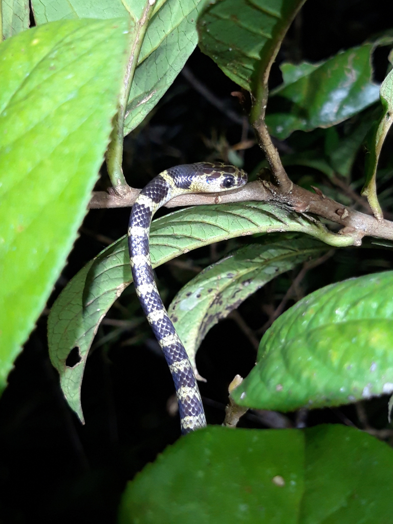 Malayan Bridal Snake from lembah anai on November 5, 2020 at 10:20 PM ...