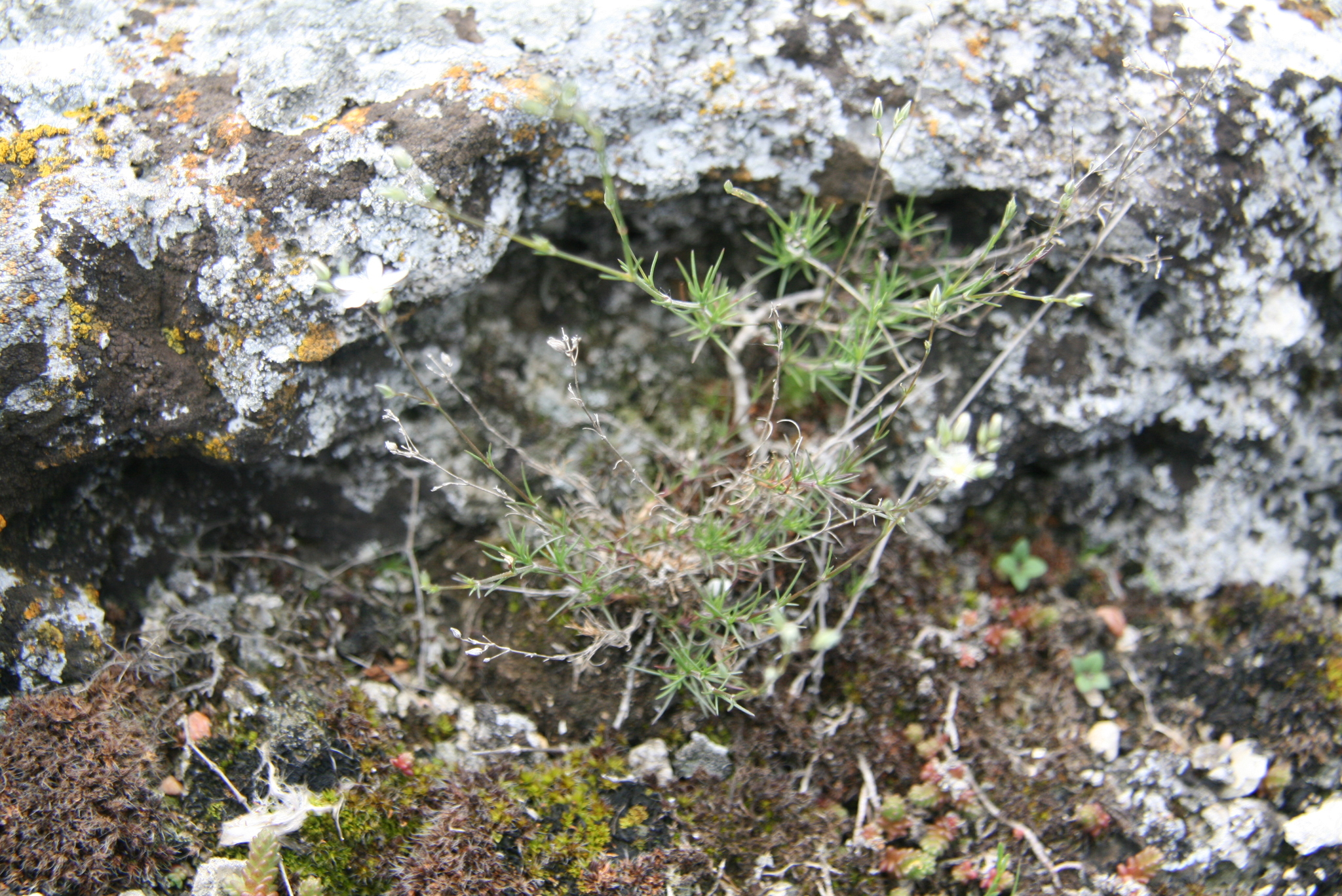Minuartia setacea (Thuill.) Hayek