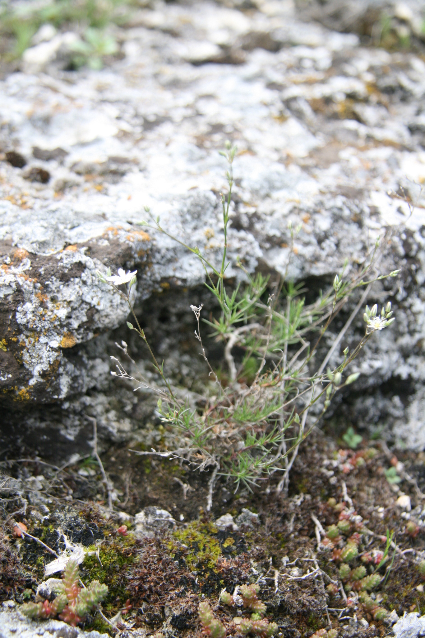 Minuartia setacea (Thuill.) Hayek