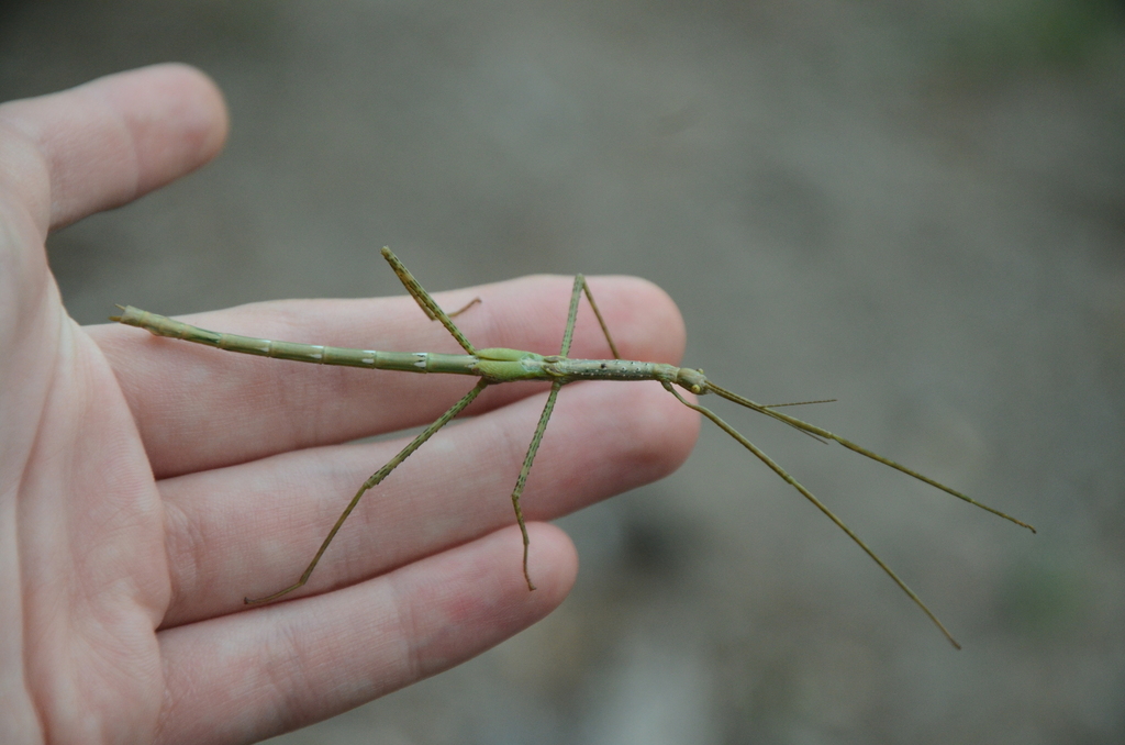 tessellated stick insect in December 2020 by Matilda · iNaturalist