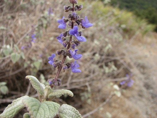 Coleus amicorum · iNaturalist