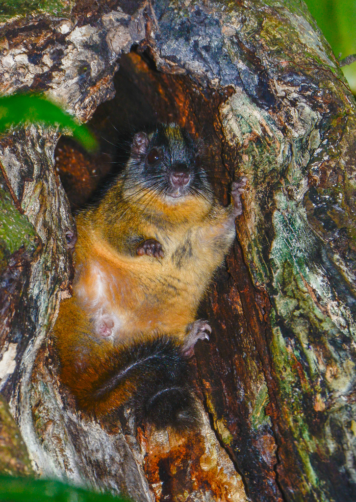 Spiny Rats and Hutias (Echimyidae) - Know Your Mammals