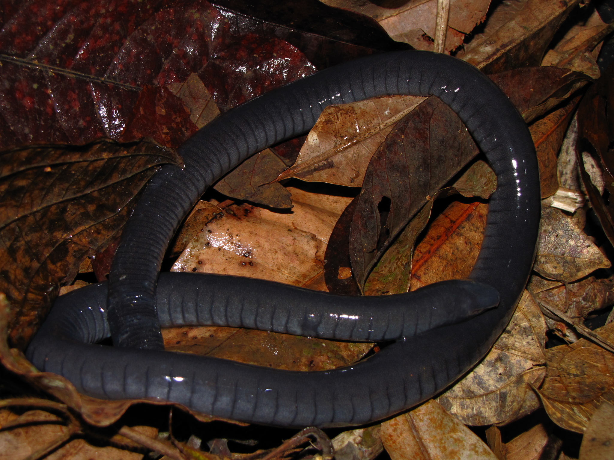 Caecilia Linnaeus, 1758