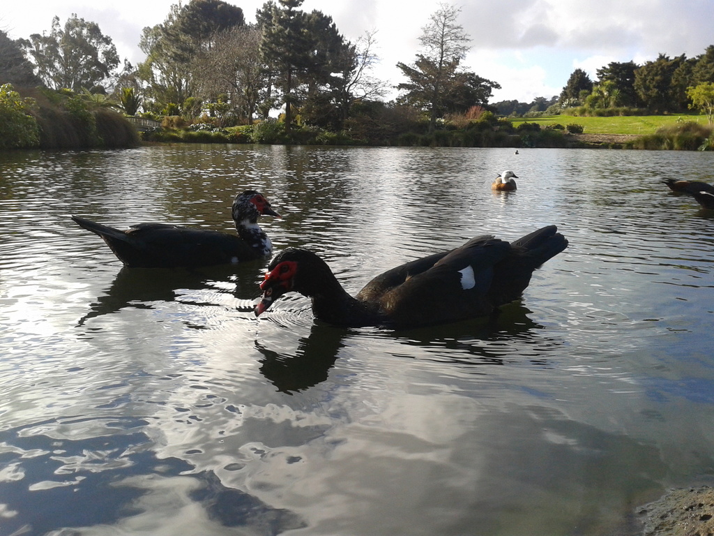Domestic Muscovy Duck from The Gardens, Auckland, New Zealand on ...