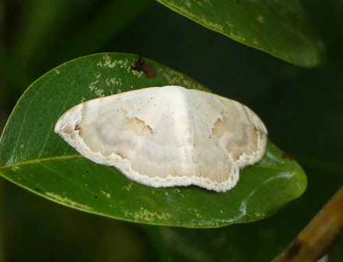 Somatina anthophilata · iNaturalist