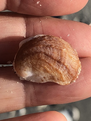 Caracol resbaloso con espinas (Bostrycapulus aculeatus)