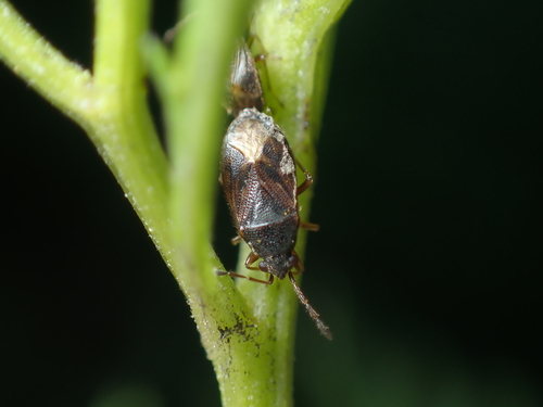 Stygnocoris pygmaeus · iNaturalist