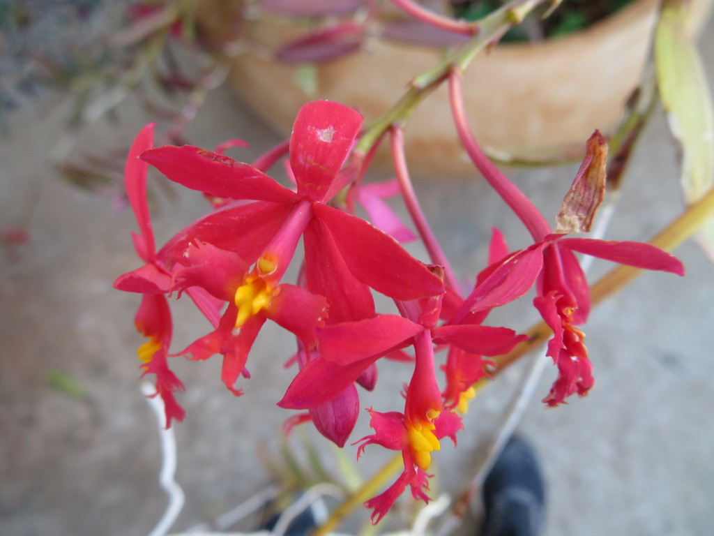 Epidendrum ibaguense (Plantas de Gachantivá) · iNaturalist