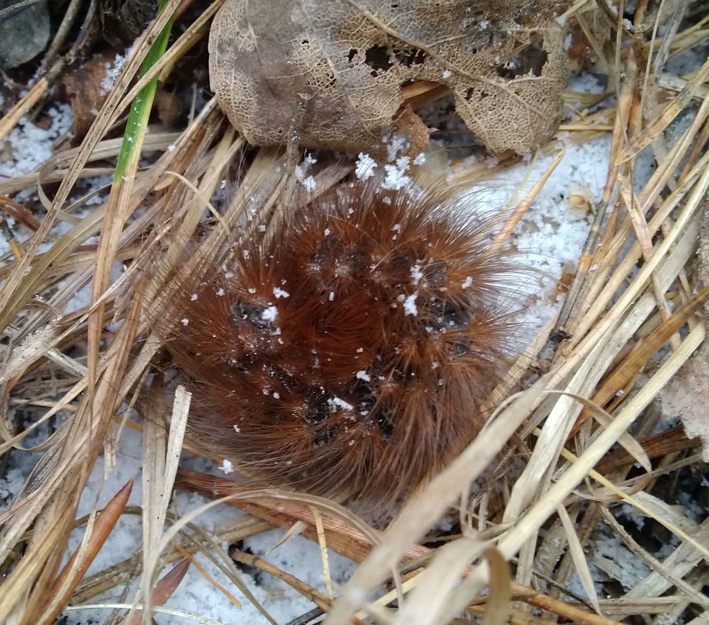 Tiger Moths from Water body, Irkutsk, Russia on November 16, 2020 at 02 ...