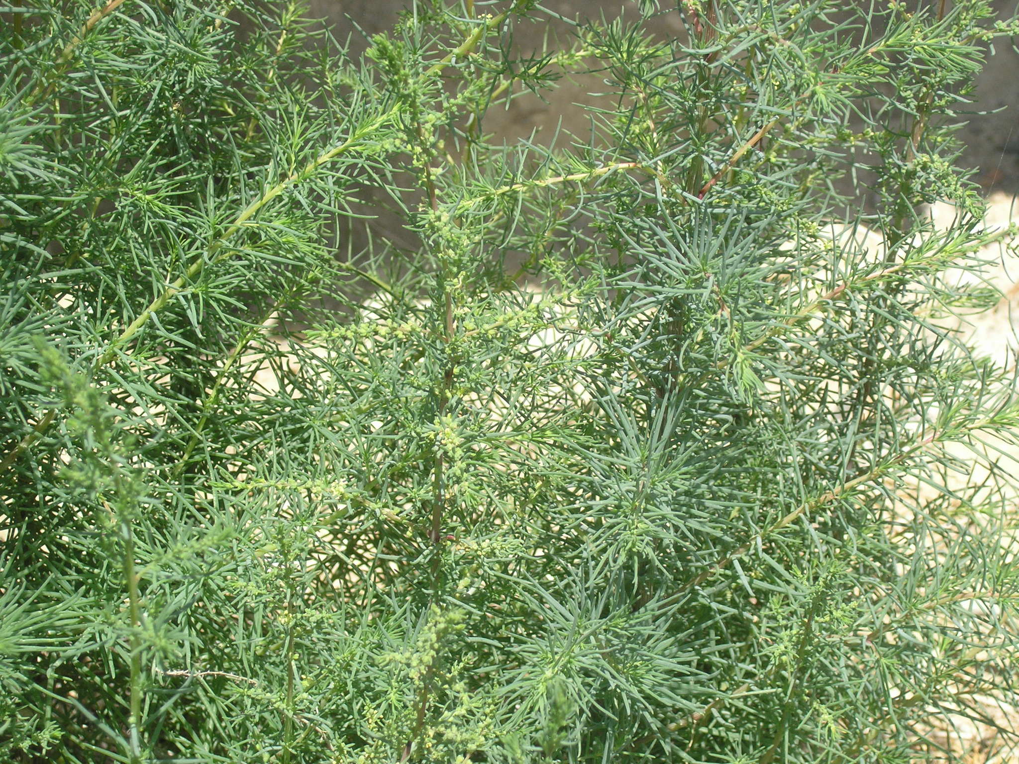 Suaeda altissima (L.) Pall.