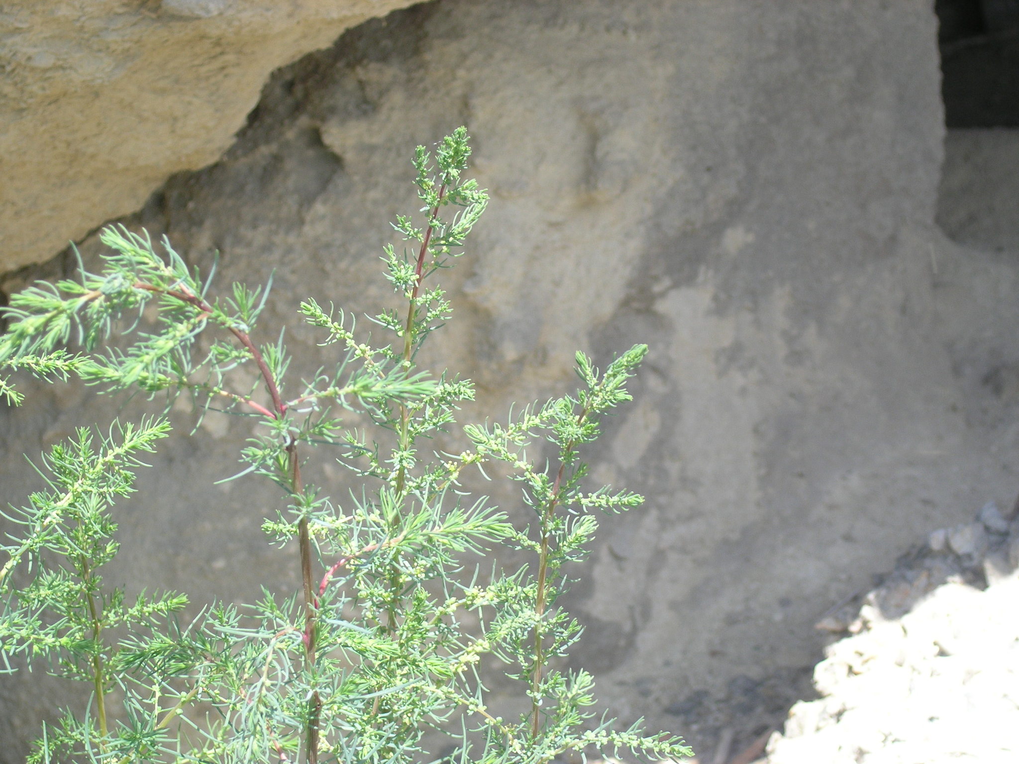 Suaeda altissima (L.) Pall.