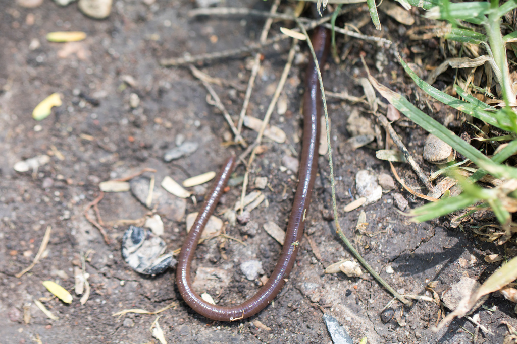Common Earthworm from San Miguel de Allende, Guanajuato, Mexico on ...