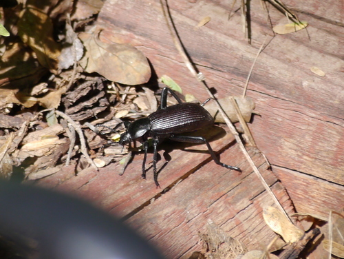 Subspecies Eleodes obscurus sulcipennis · iNaturalist