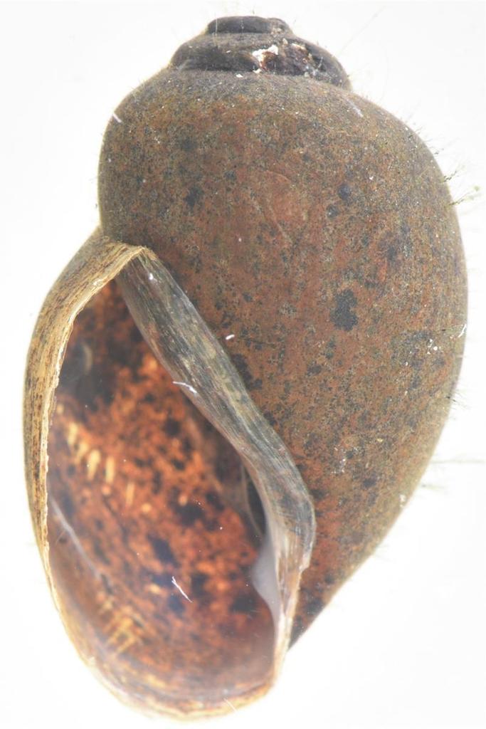 Bulinus globosus in December 2020 by Rob Palmer · iNaturalist