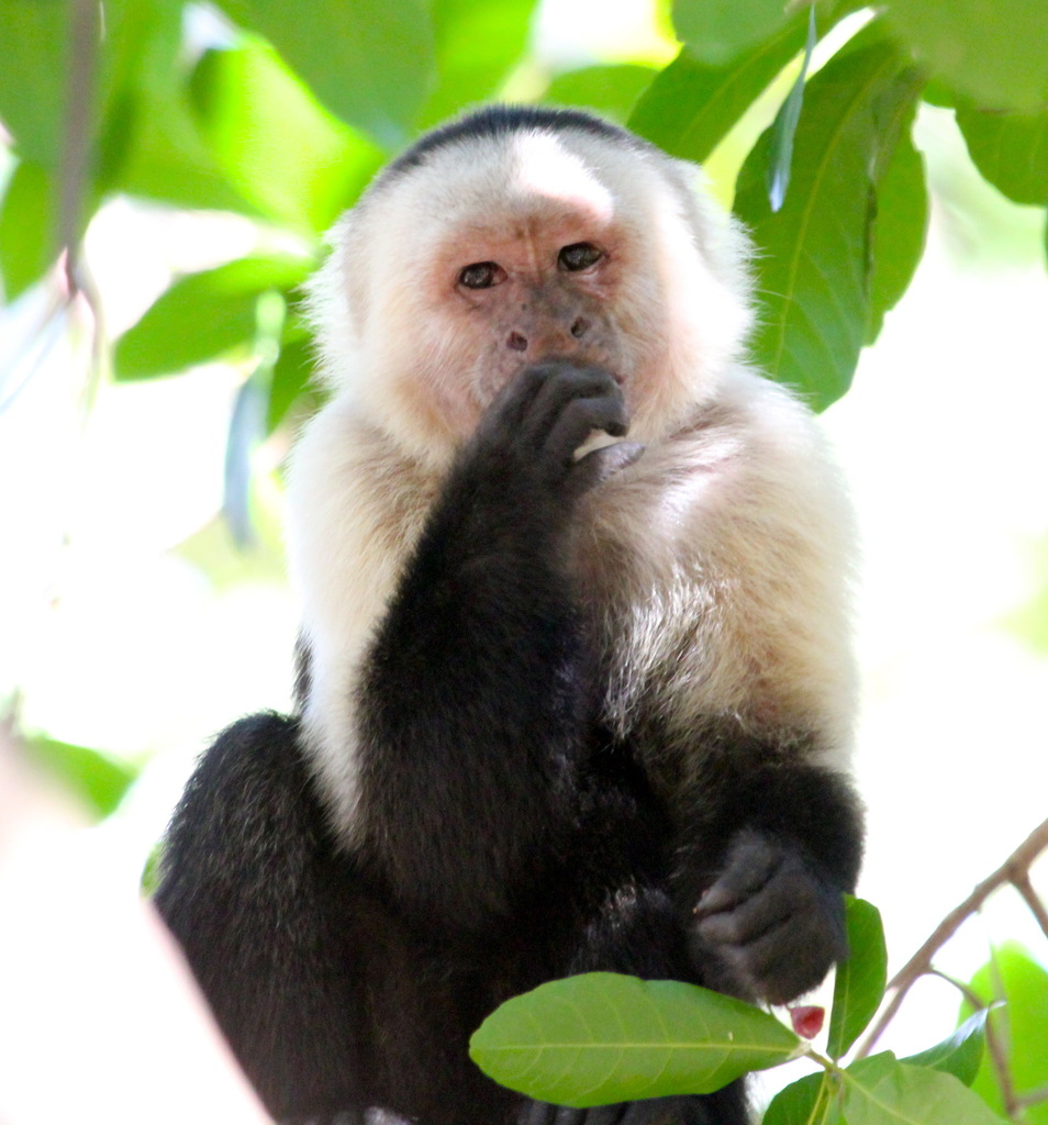 Cebid Monkeys (Cebidae) - Know Your Mammals