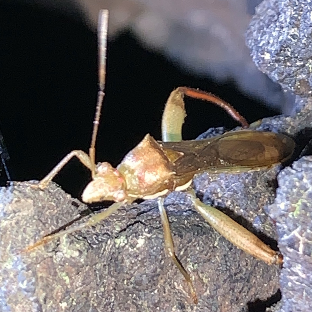 Texas Bow-legged Bug from Rosedown Dr, Corpus Christi, TX, US on ...
