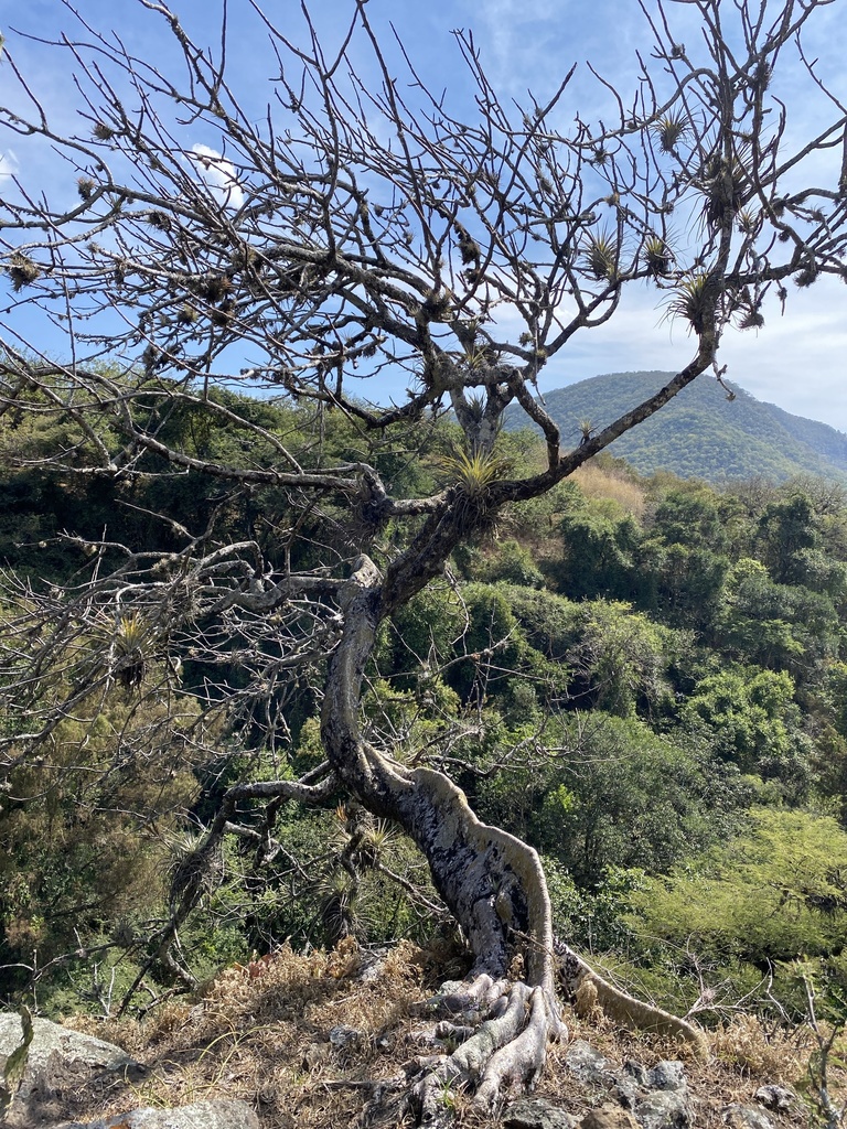 Coquito (dfghjkl) · iNaturalist