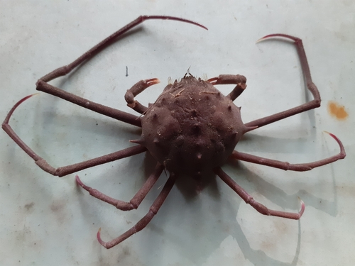 Doclea macracanthus · iNaturalist