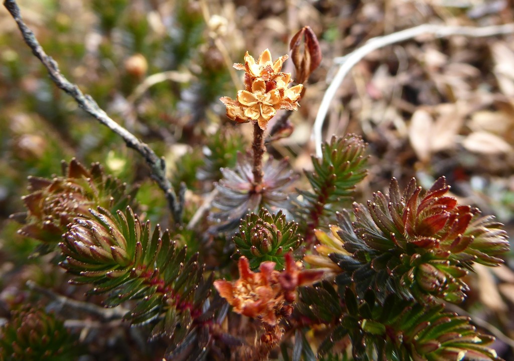 Rhododendron chamberlainii from Molun Pokhari, Koshi, Nepal on October ...