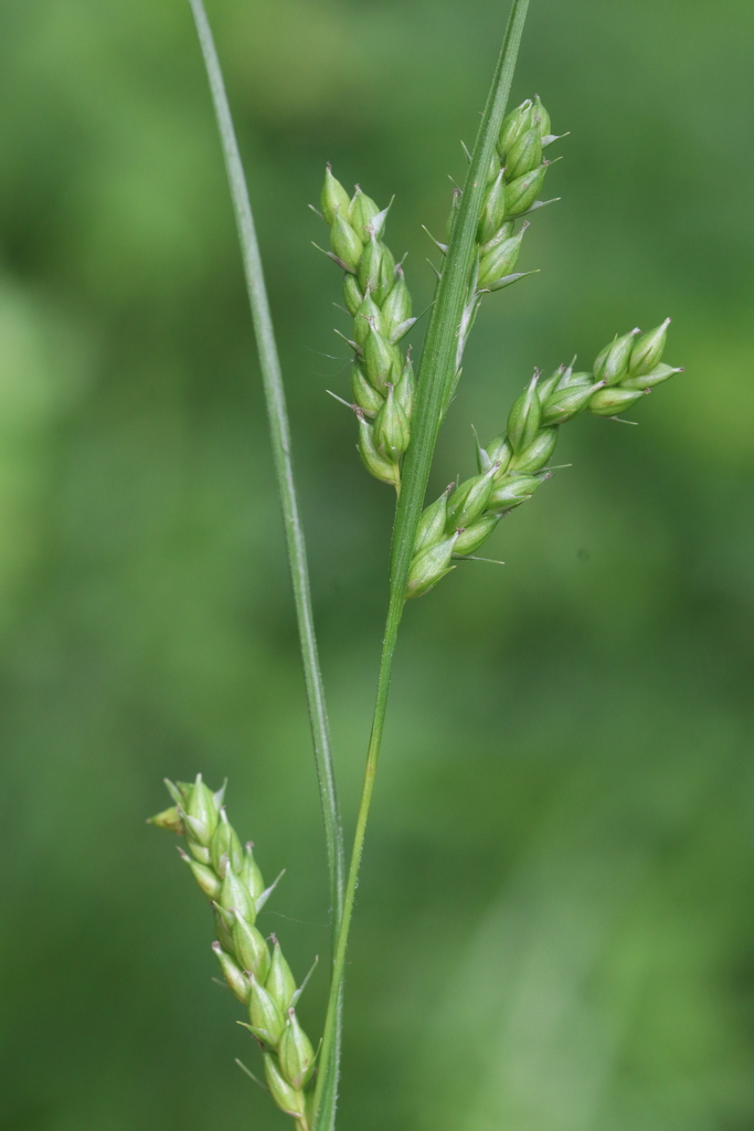 Davis' sedge from Cook County, IL, USA on June 13, 2020 at 08:50 AM by ...