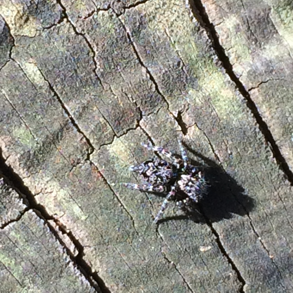 Dirty Jumping Spider from Melbourne VIC, Australia on November 17, 2020 ...