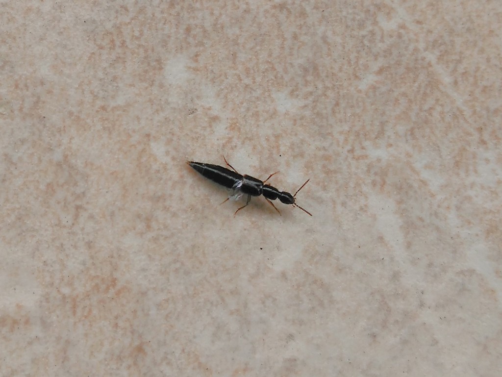 Othius laeviusculus from Πολίχνη Θεσσαλονίκης, Ελλάδα on December 5 ...