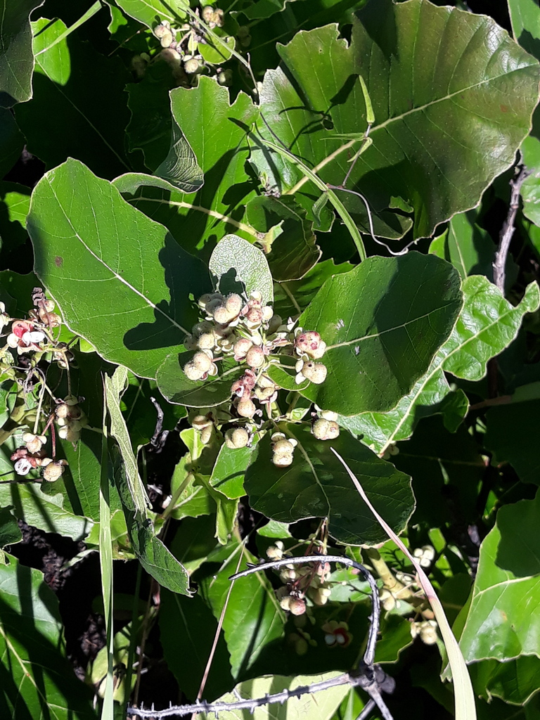 Sandpaper tree from Iracoubo, Guyane française on November 12, 2020 at ...