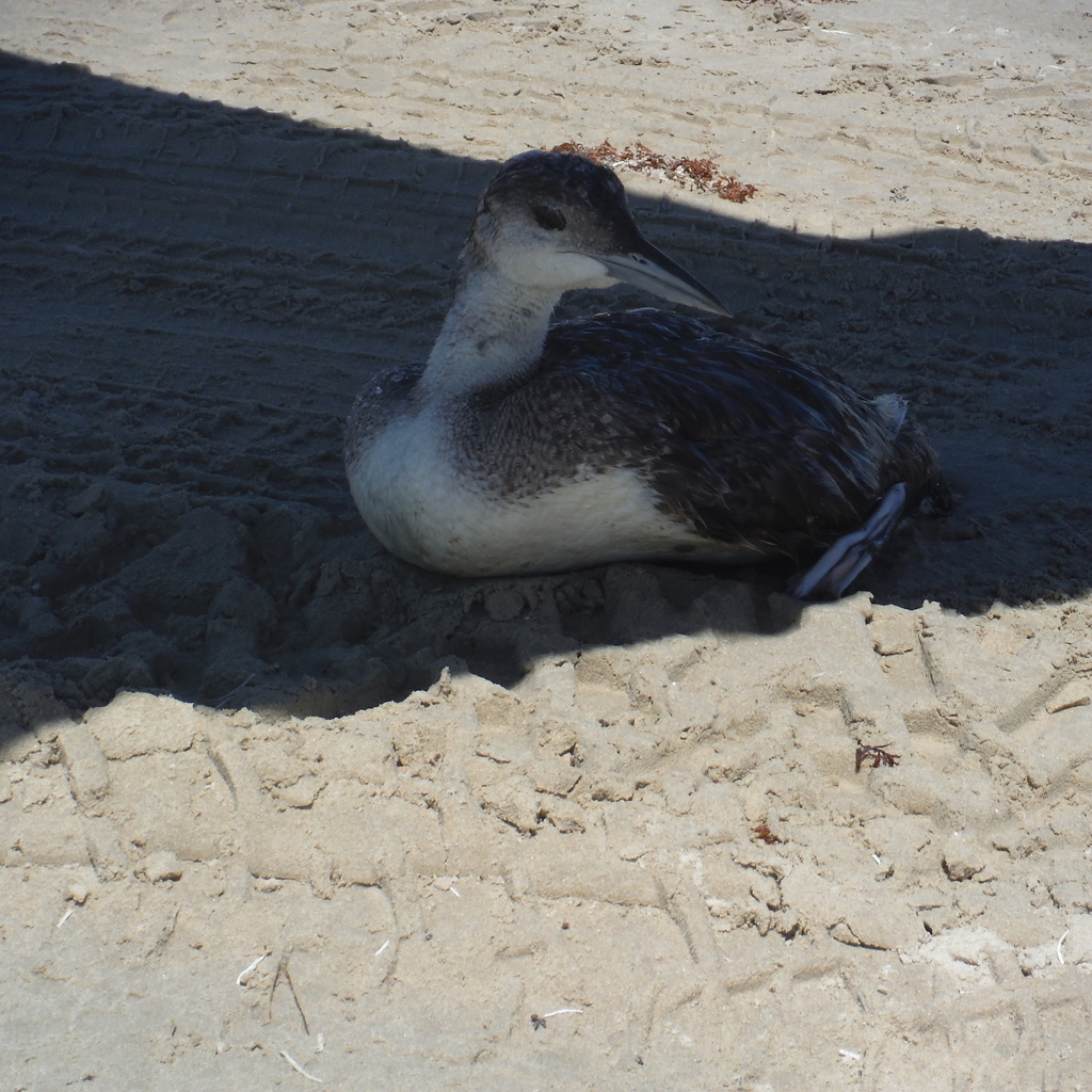 Common Loon from Kleberg County, TX, USA on June 17, 2018 at 02:36 PM ...