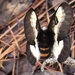 Eastern Buck Moth (Hemileuca sandra) · iNaturalist