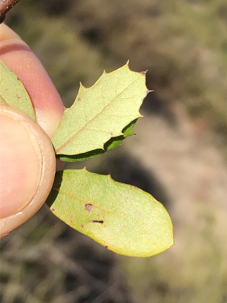 Torrey's Hybrid Oak (Quercus × acutidens) - Botanical Realm