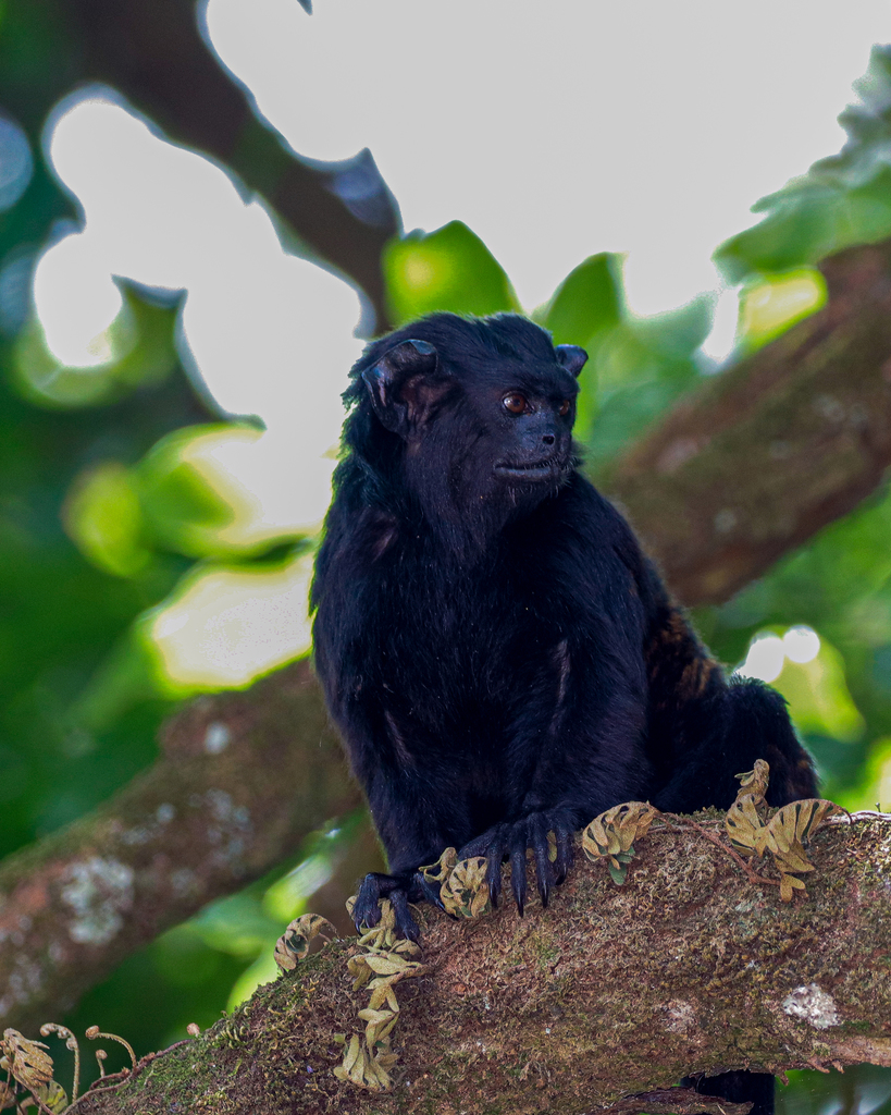 Tamarins (Saguinus) - Know Your Mammals