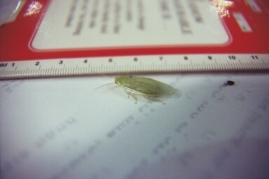 Panchlora exoleta (Cockroaches of Poland) · iNaturalist