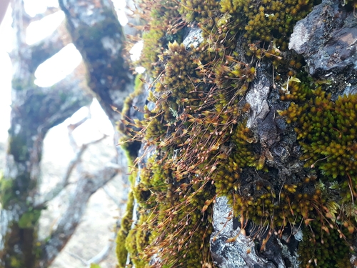 Macromitrium longipes · iNaturalist