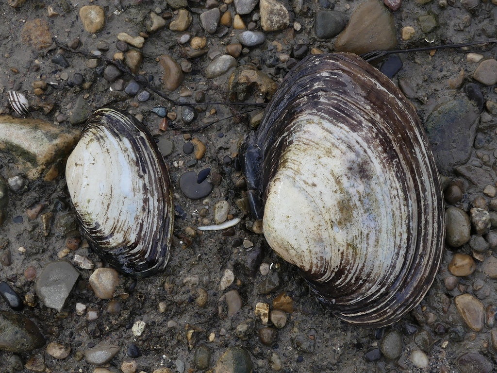 Plain Pocketbook in December 2020 by Rob Curtis. Right shell · iNaturalist