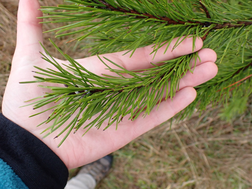 Shore Pine from Alberni-Clayoquot, BC, Canada on December 05, 2020 at ...