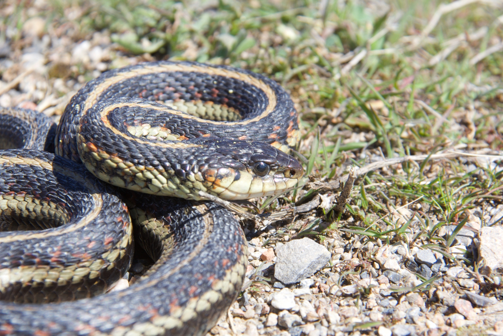 Valley Garter Snake in March 2019 by Joey Mugleston · iNaturalist
