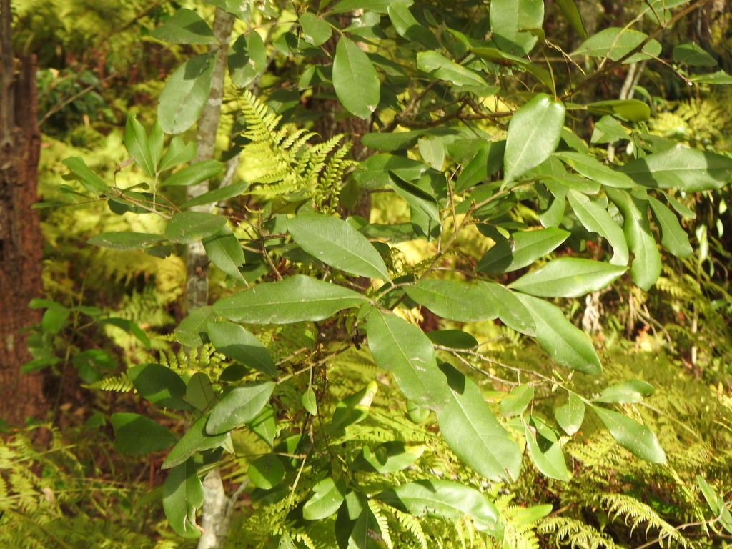 Guioa from Eumundi QLD 4562, Australia on December 6, 2020 at 06:55 AM ...