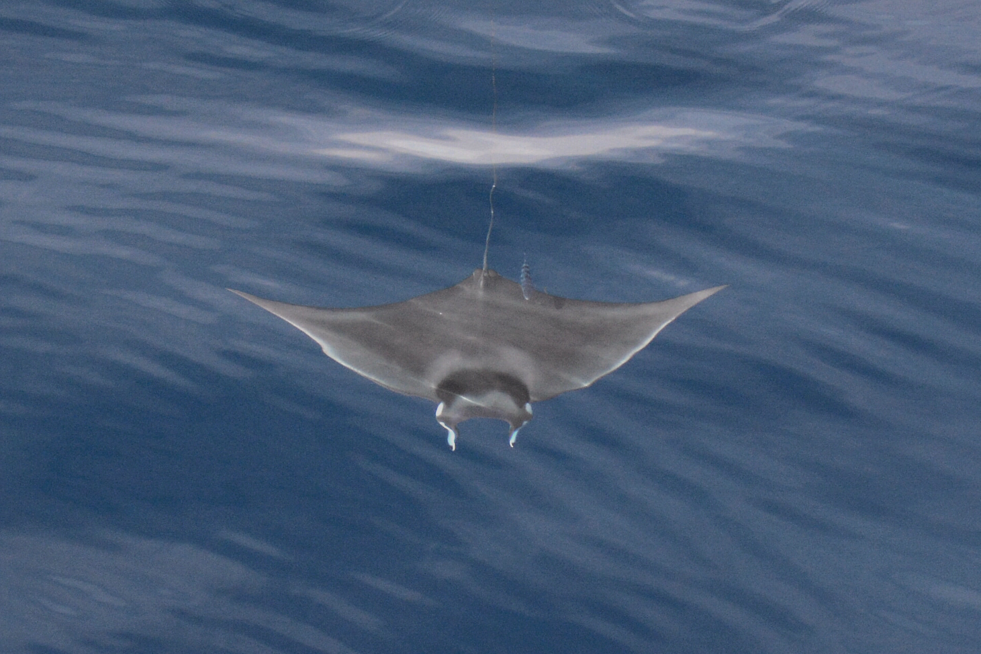 Devil Rays Fish