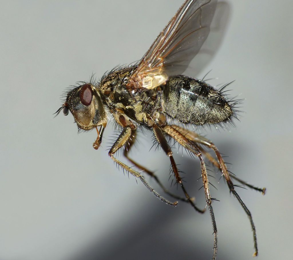 Peremptor modicus from Dunedin, Kew on September 22, 2017 at 02:07 PM ...