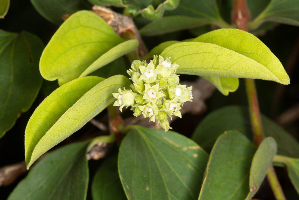 strychnos (Strychnos) - Botanical Realm
